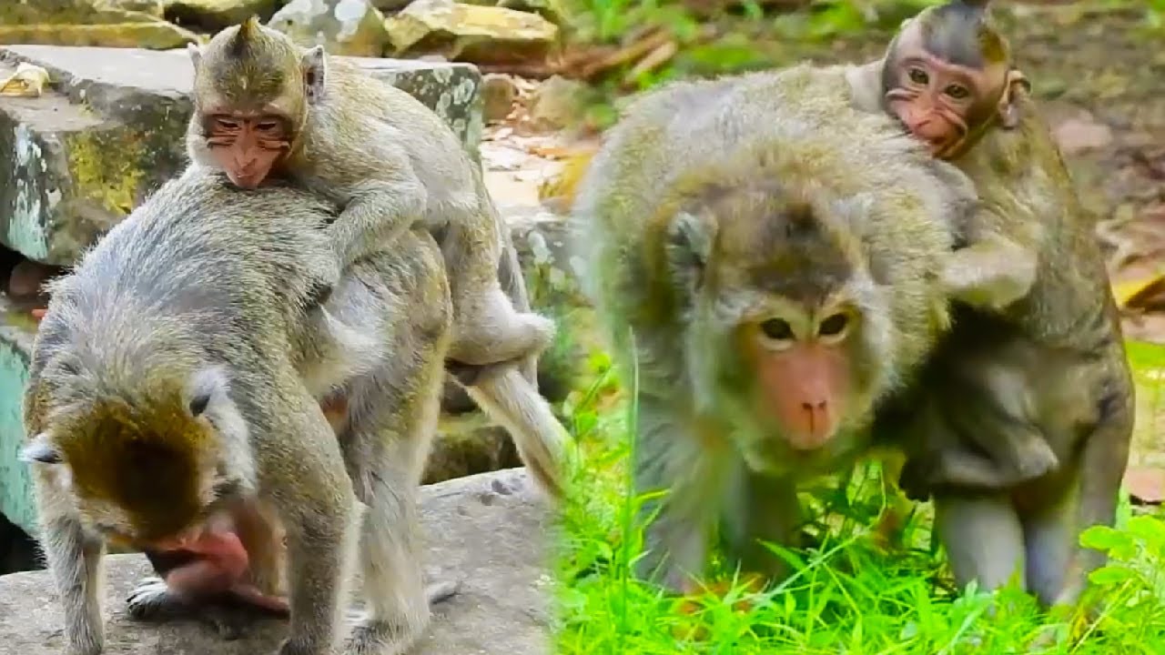 Baby Learns Mama’s Tough Love – Monkey Daily